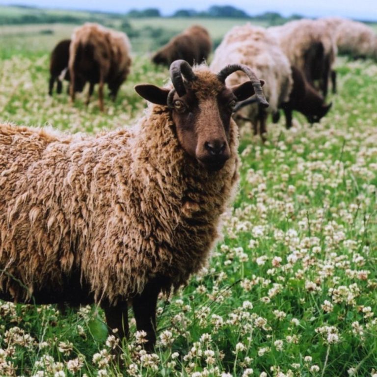 Lamb & Hogget - Fosse Meadows
